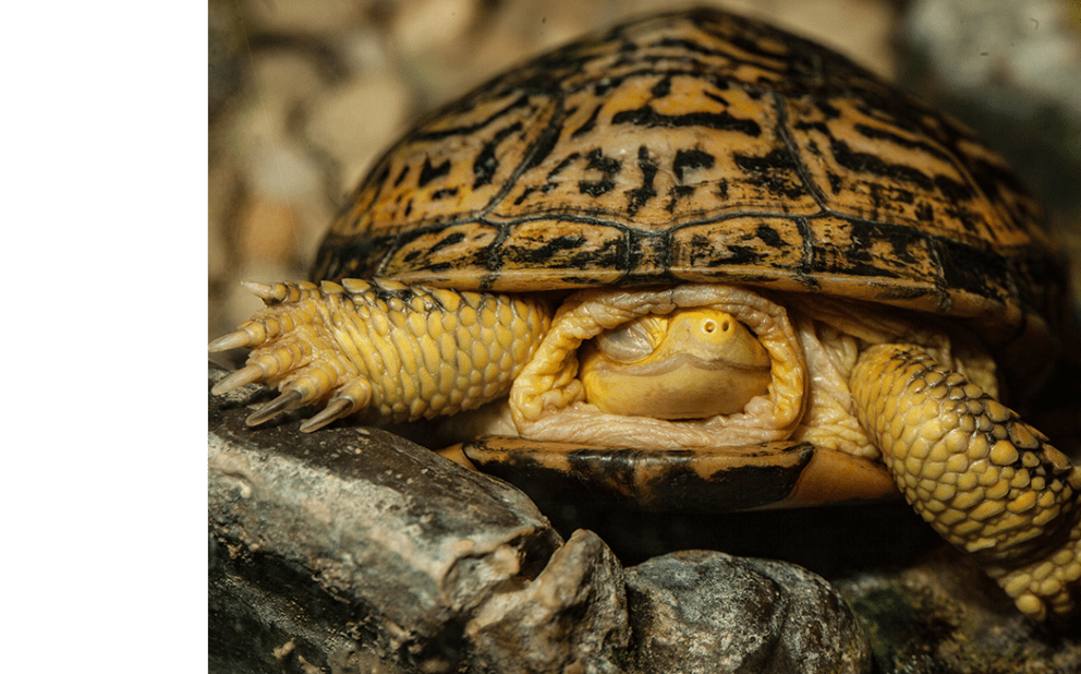 Blanding's Turtle | Lincoln Park Zoo