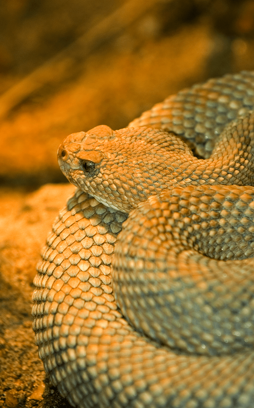 Aruba Island Rattlesnake | Lincoln Park Zoo