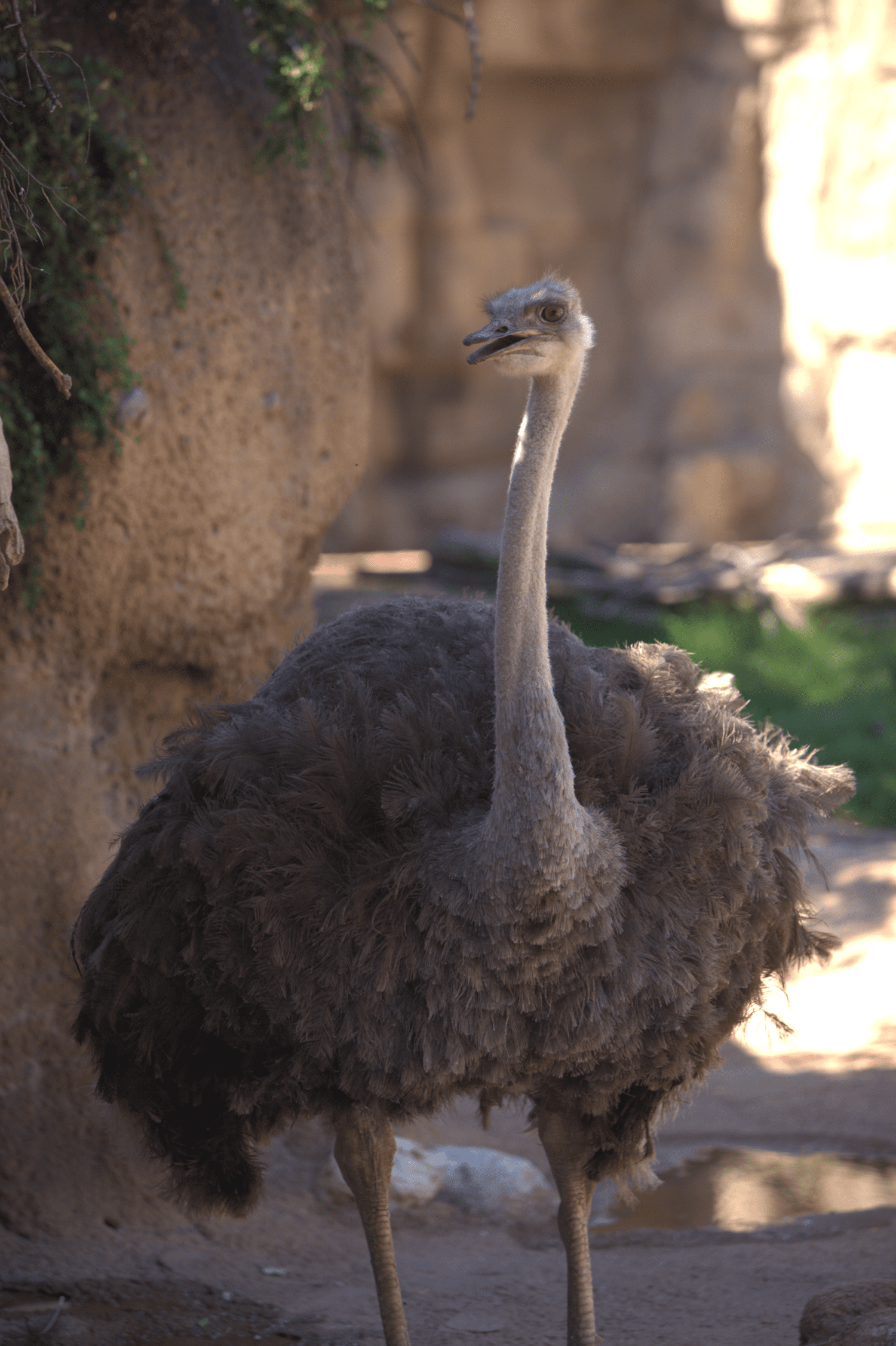 Ostrich | Lincoln Park Zoo