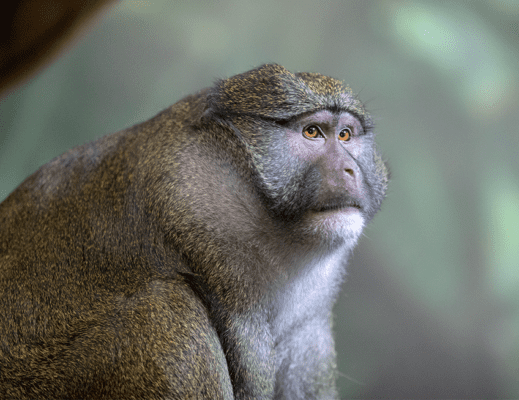 Allen's Swamp Monkey | Lincoln Park Zoo
