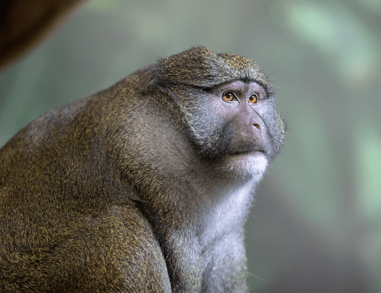 Allen's Swamp Monkey | Lincoln Park Zoo