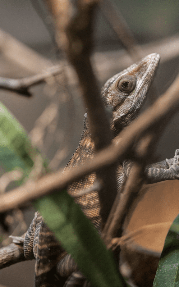 Oriente Knight Anole | Lincoln Park Zoo