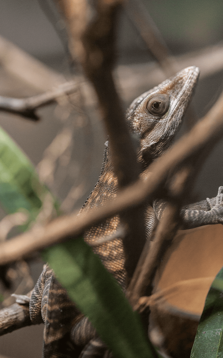 Oriente Knight Anole | Lincoln Park Zoo