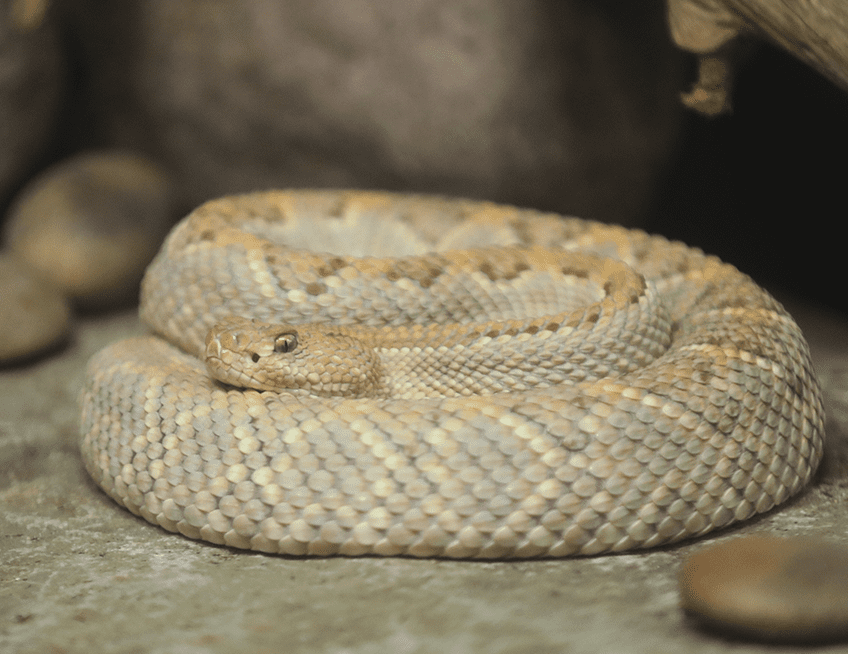 Aruba Island Rattlesnake | Lincoln Park Zoo