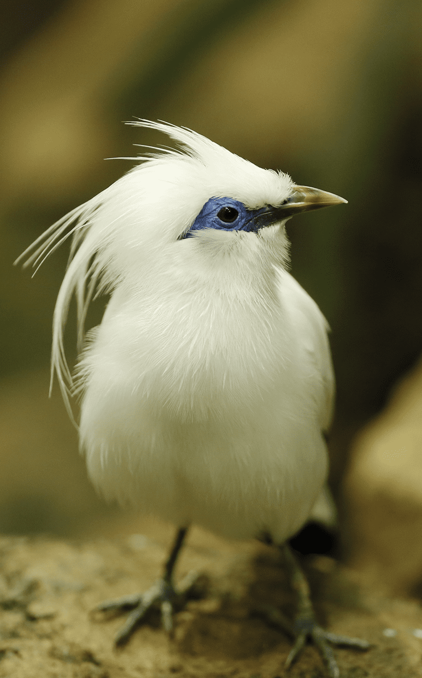 Bali Myna | Lincoln Park Zoo