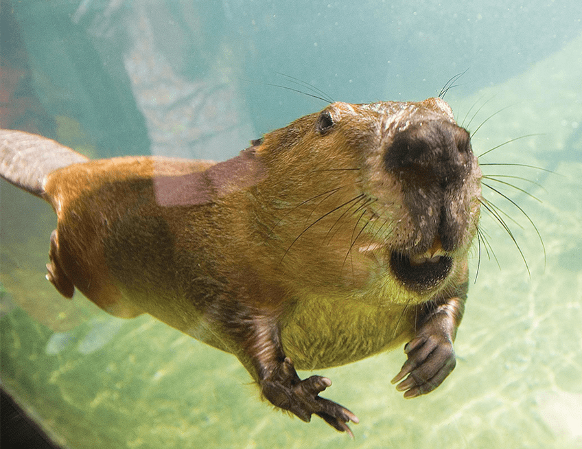 American Beaver | Lincoln Park Zoo