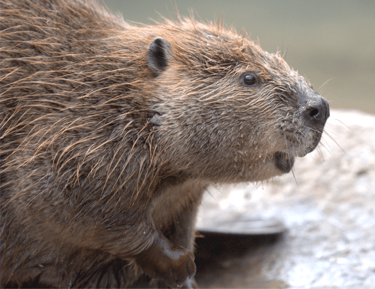 American Beaver | Lincoln Park Zoo