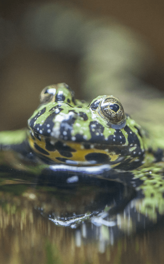 Oriental Fire-bellied Toad | Lincoln Park Zoo
