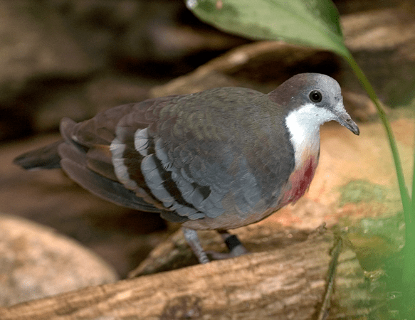 Luzon Bleeding Heart Dove | Lincoln Park Zoo