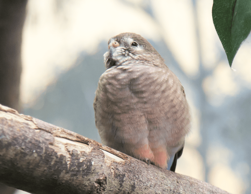Bourke's Parrot | Lincoln Park Zoo