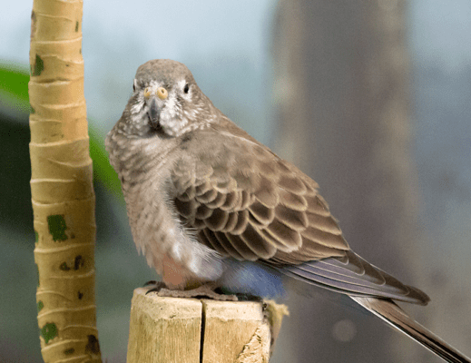 Bourke's Parrot | Lincoln Park Zoo