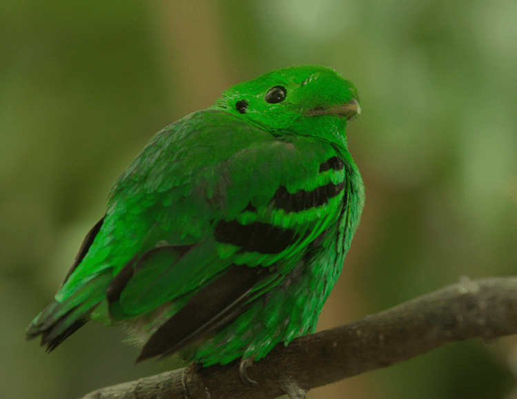 Green Broadbill | Lincoln Park Zoo