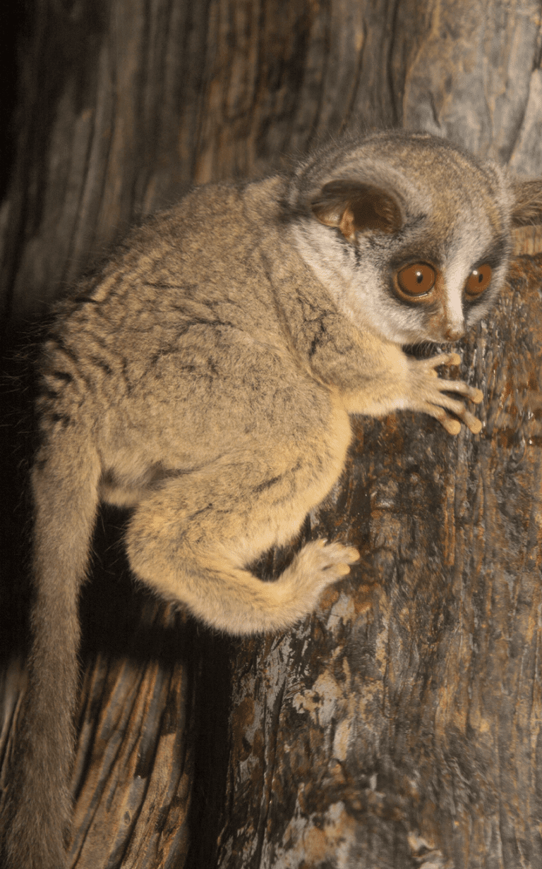 Moholi Bushbaby | Lincoln Park Zoo