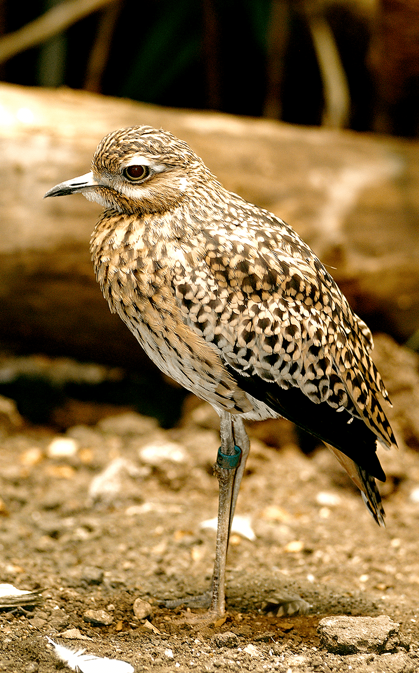 Spotted Dikkop | Lincoln Park Zoo