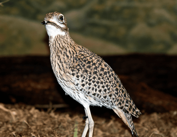 Spotted Dikkop | Lincoln Park Zoo