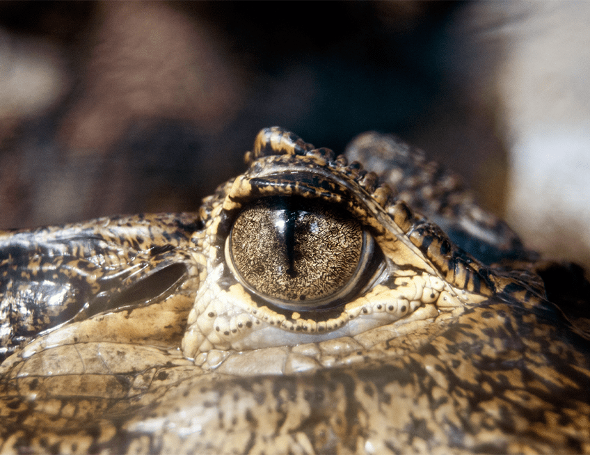 Spectacled Caiman | Lincoln Park Zoo