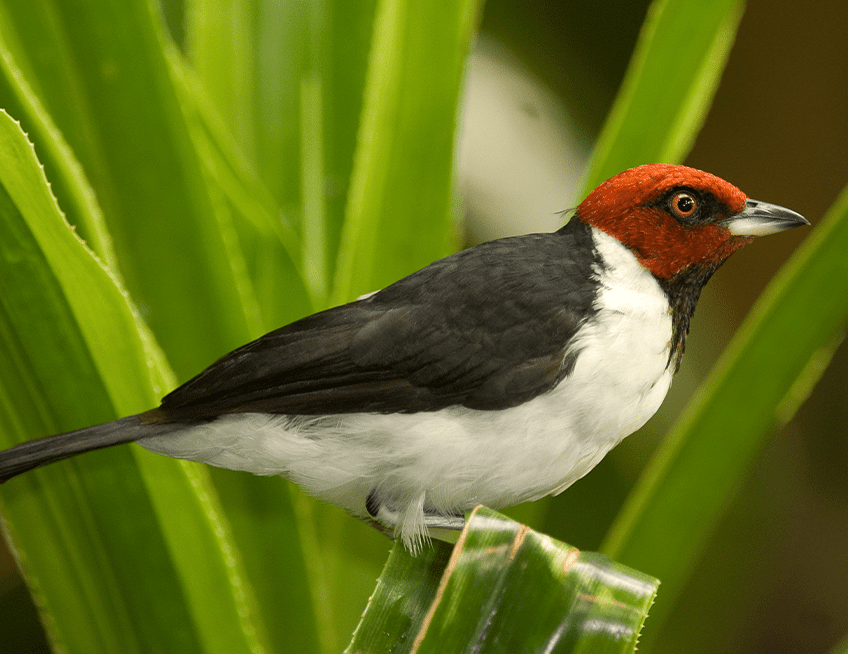 Red-capped Cardinal | Lincoln Park Zoo