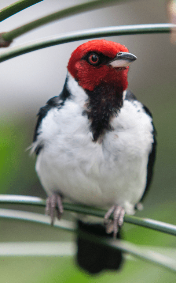Red-capped Cardinal | Lincoln Park Zoo