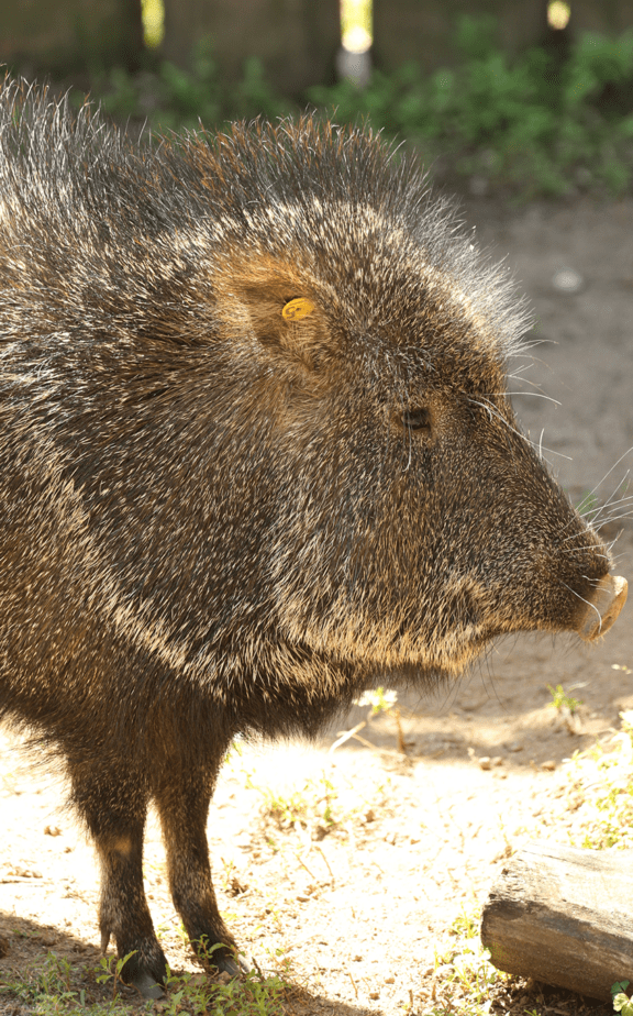 Chacoan Peccary | Lincoln Park Zoo