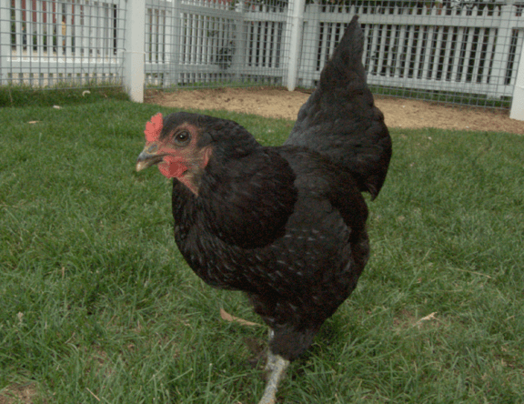 Domestic Chicken | Lincoln Park Zoo