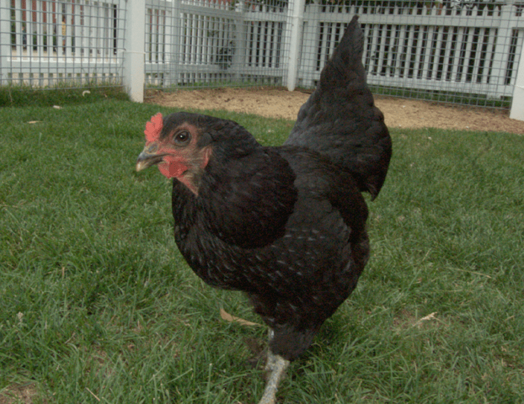Domestic Chicken | Lincoln Park Zoo