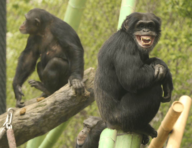 Chimpanzee | Lincoln Park Zoo