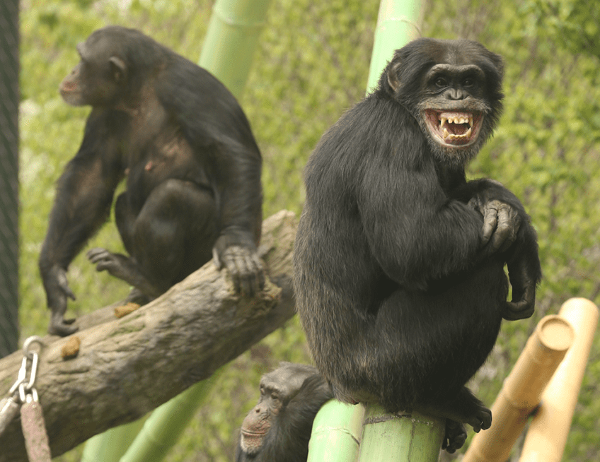 Chimpanzee | Lincoln Park Zoo