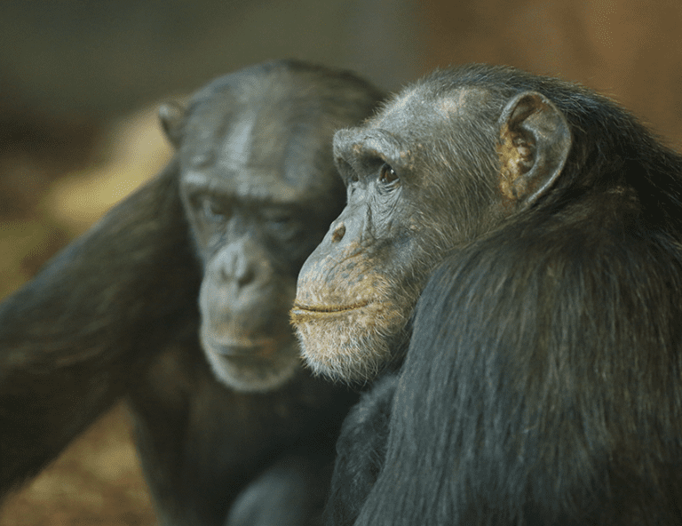 Chimpanzee | Lincoln Park Zoo