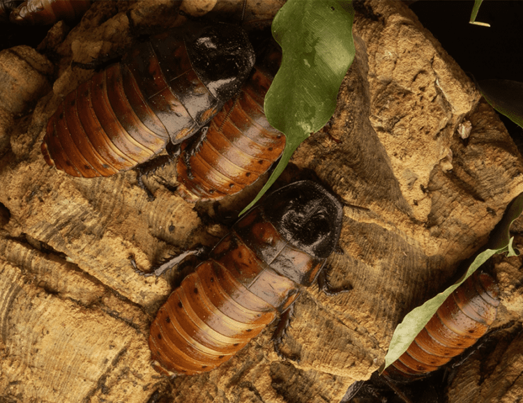 Madagascar Hissing Cockroach | Lincoln Park Zoo