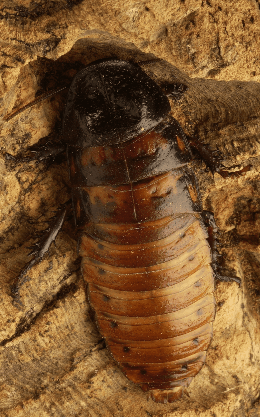 Madagascar Hissing Cockroach | Lincoln Park Zoo
