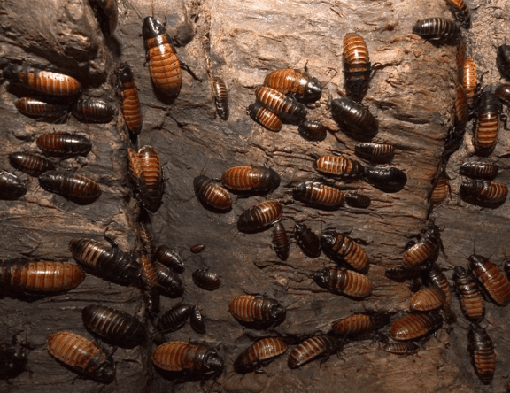 Madagascar Hissing Cockroach | Lincoln Park Zoo