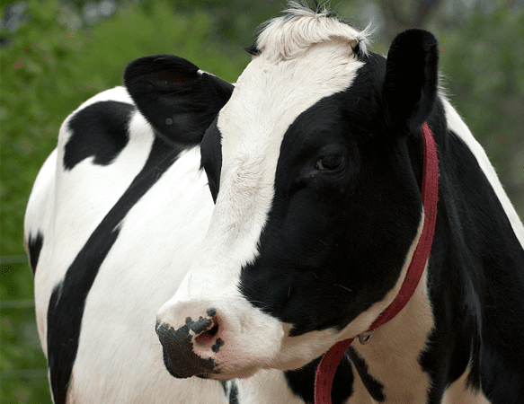 Domestic Cattle | Lincoln Park Zoo