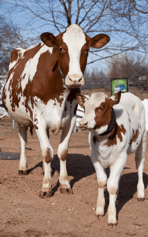 Domestic Cattle | Lincoln Park Zoo