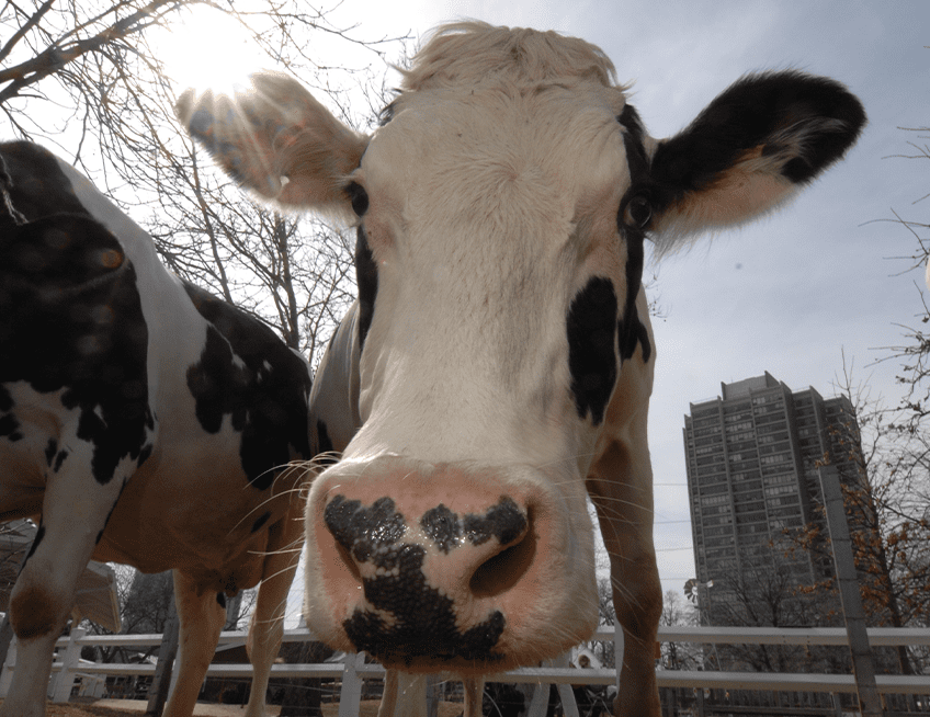 Domestic Cattle | Lincoln Park Zoo