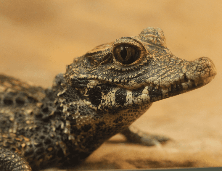 West African Dwarf Crocodile | Lincoln Park Zoo