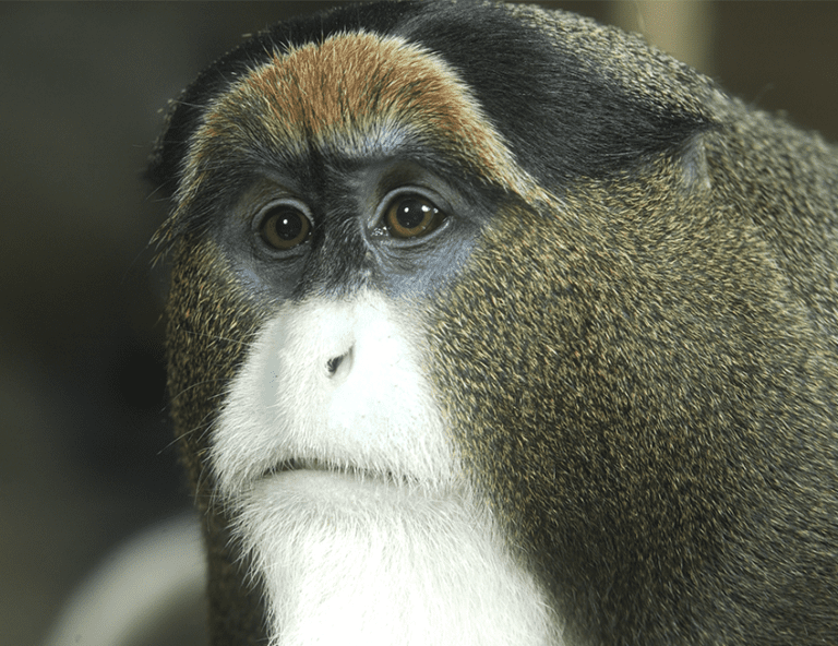 De Brazza's Monkey | Lincoln Park Zoo