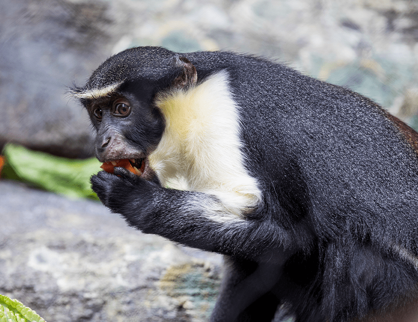 Diana Monkey | Lincoln Park Zoo