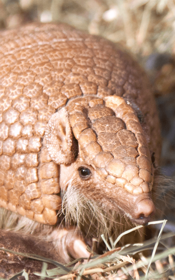 Southern Three-banded Armadillo | Lincoln Park Zoo