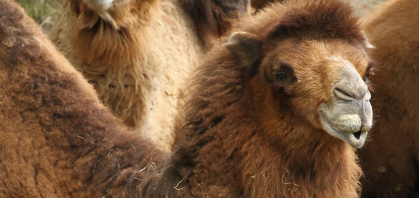 Camel & Zebra | Lincoln Park Zoo