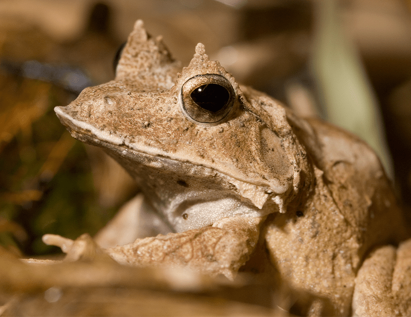 Solomon Islands Leaf Frog | Lincoln Park Zoo