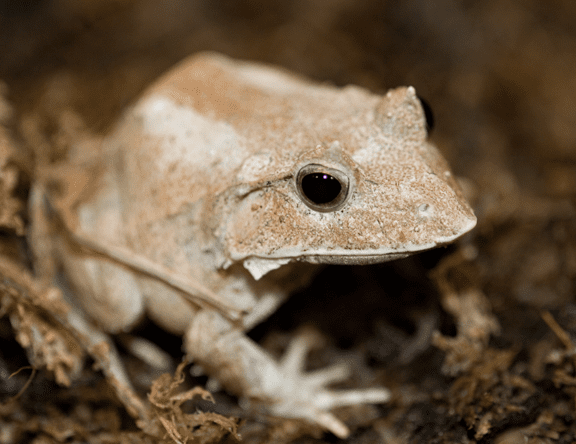 Solomon Islands Leaf Frog | Lincoln Park Zoo