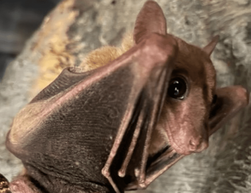 Egyptian Fruit Bat | Lincoln Park Zoo