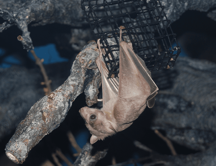 Egyptian Fruit Bat | Lincoln Park Zoo