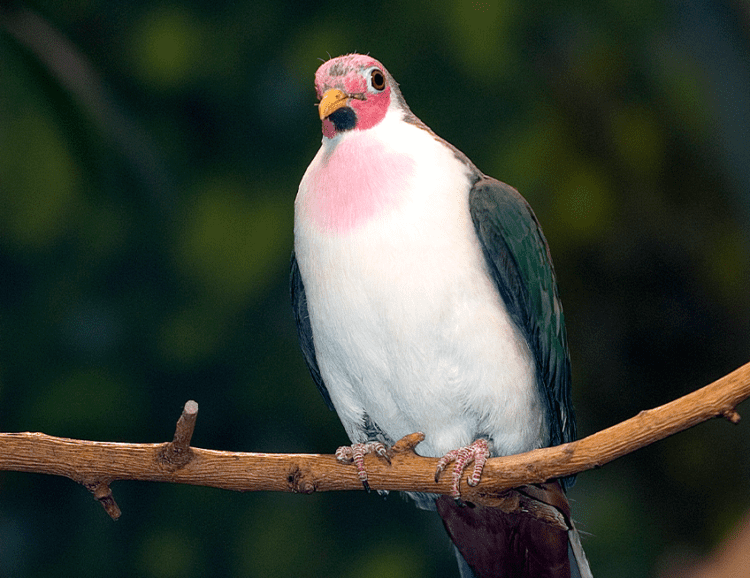Jambu Fruit Dove | Lincoln Park Zoo