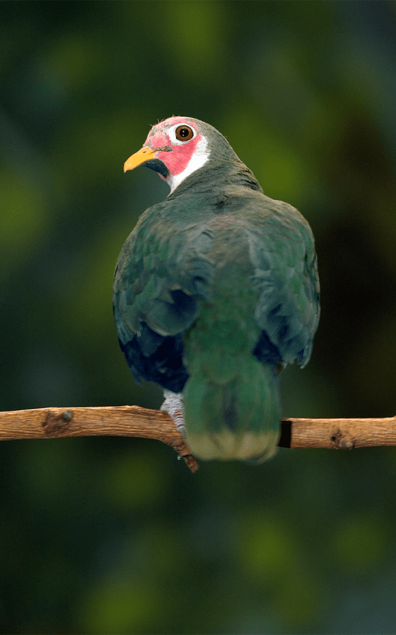 Jambu Fruit Dove | Lincoln Park Zoo