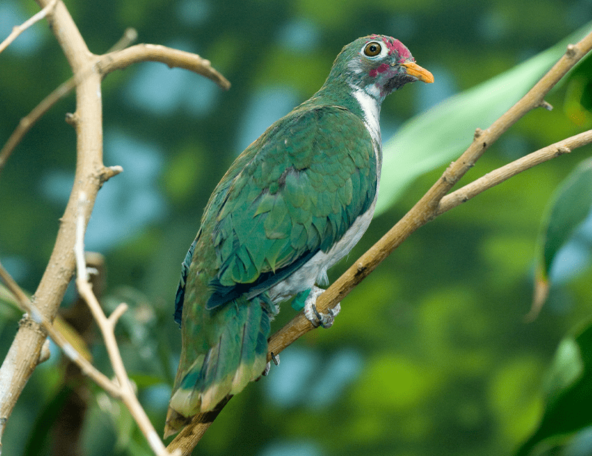 Jambu Fruit Dove | Lincoln Park Zoo