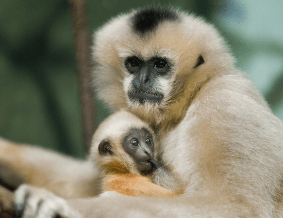 White-cheeked Gibbon | Lincoln Park Zoo