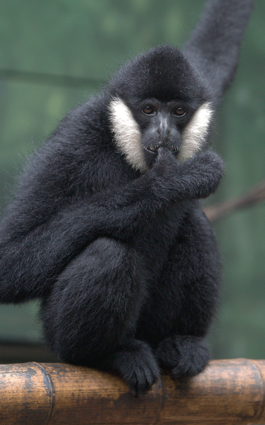 White-cheeked Gibbon | Lincoln Park Zoo