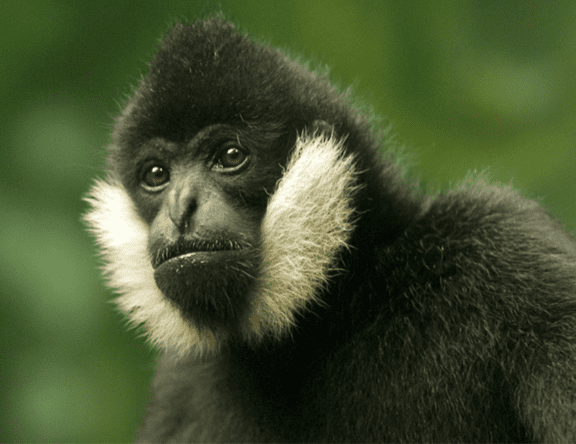 White-cheeked Gibbon | Lincoln Park Zoo