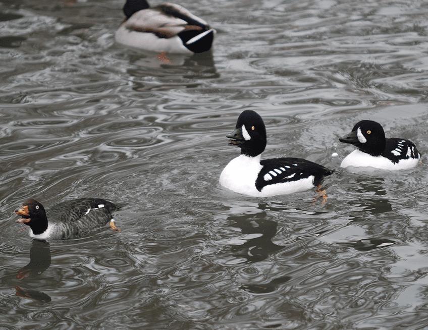 Barrow's Goldeneye | Lincoln Park Zoo